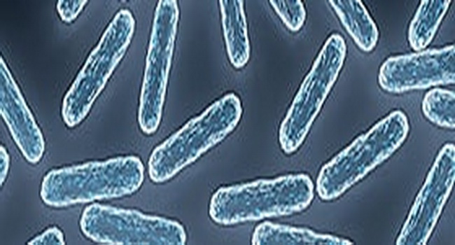 Cronobacter sakazakii